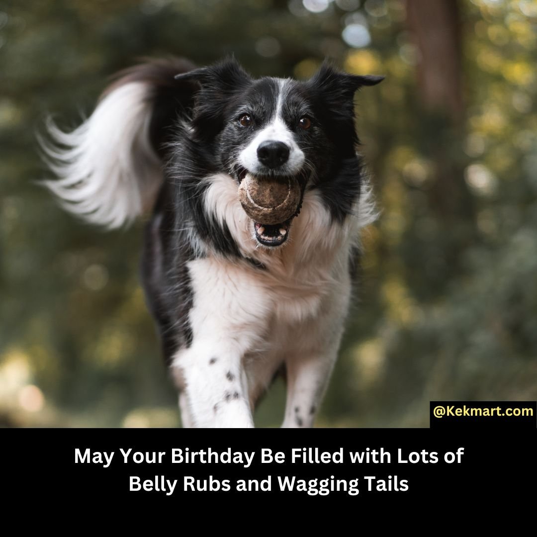 Happy Birthday Wishes For Dogs: Celebrating Your Pooch's Special Day ...