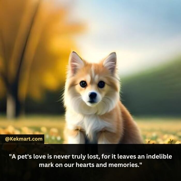 101+ Sympathy Message For Loss Of Pet - Kekmart